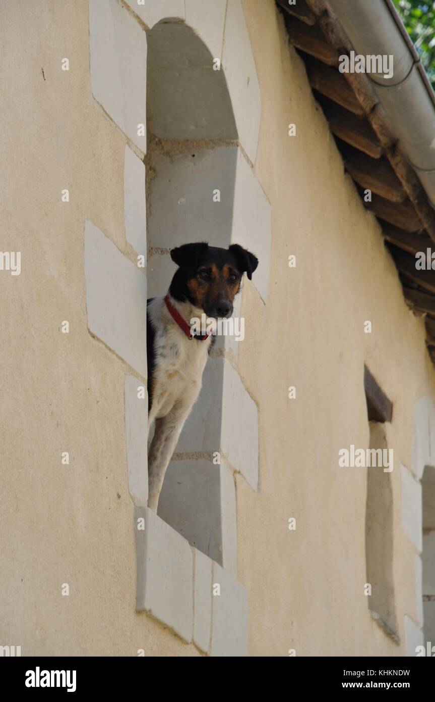 dog at home on window Stock Photo - Alamy