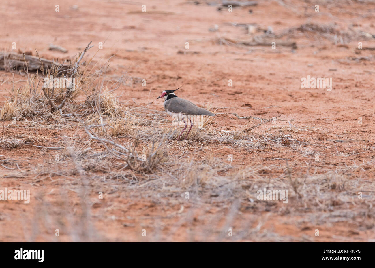Black headed lapwing hi-res stock photography and images - Alamy