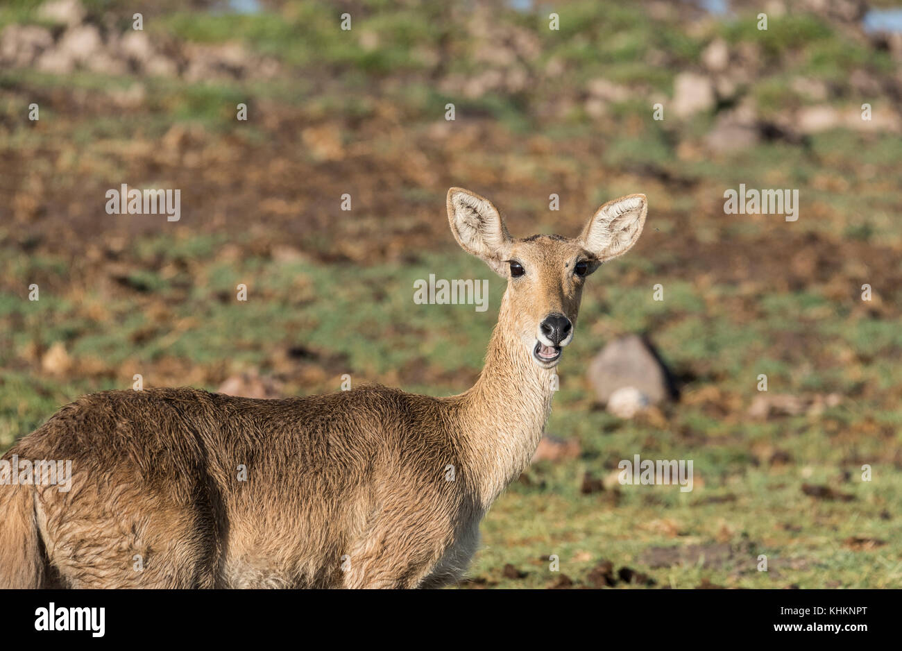 Bohor reedbuck female redunca redunca hi-res stock photography and ...