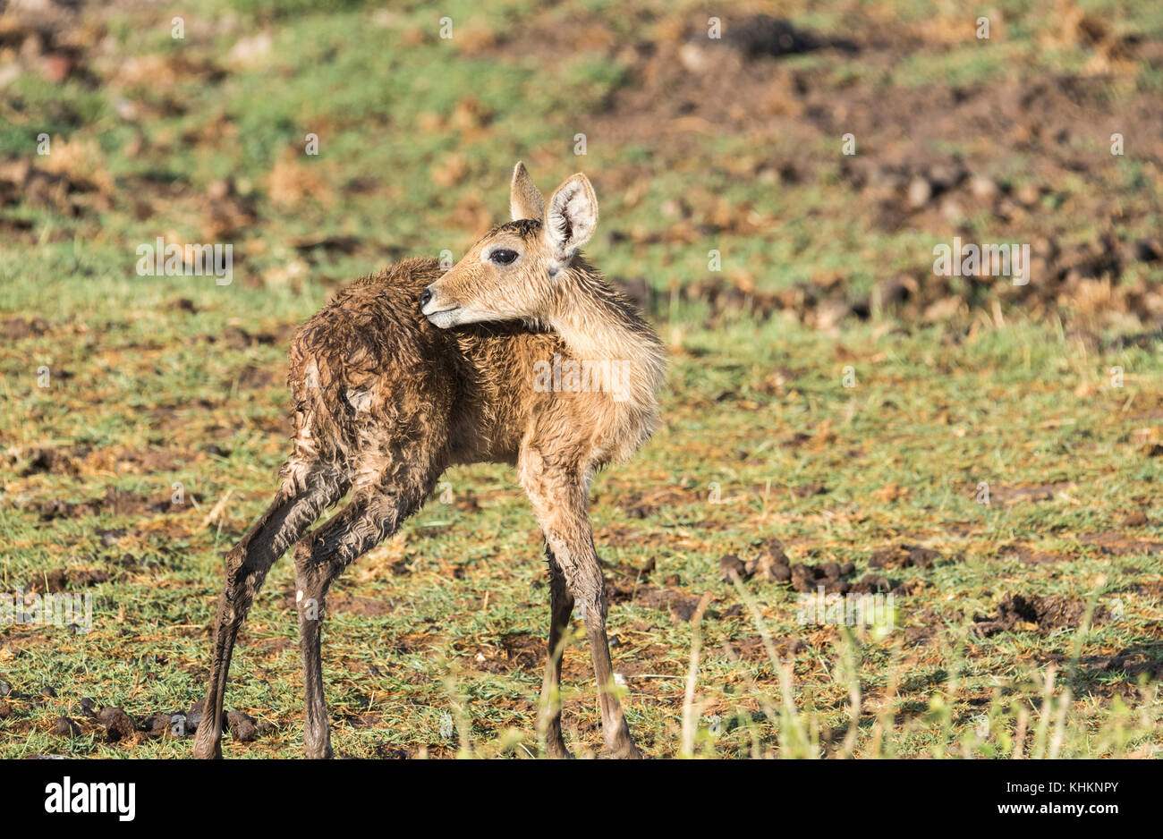 Redunca redunca bohor hi-res stock photography and images - Alamy