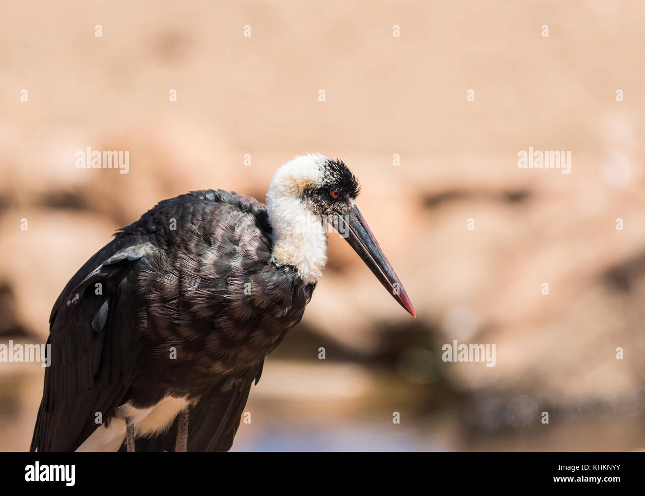 African woolly necked stork hi-res stock photography and images - Alamy