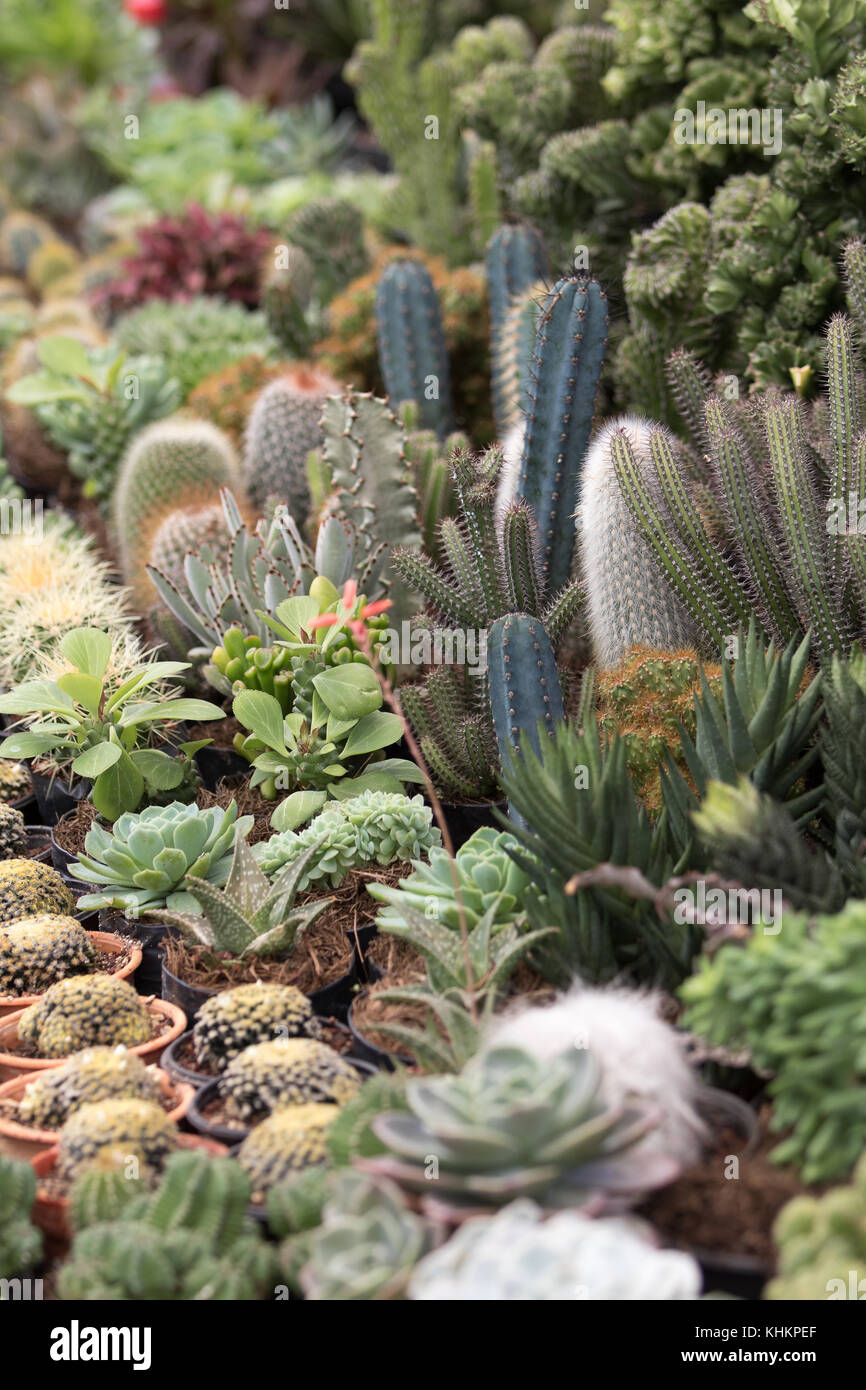 cactus variety for sale at vendor in mexico Stock Photo - Alamy