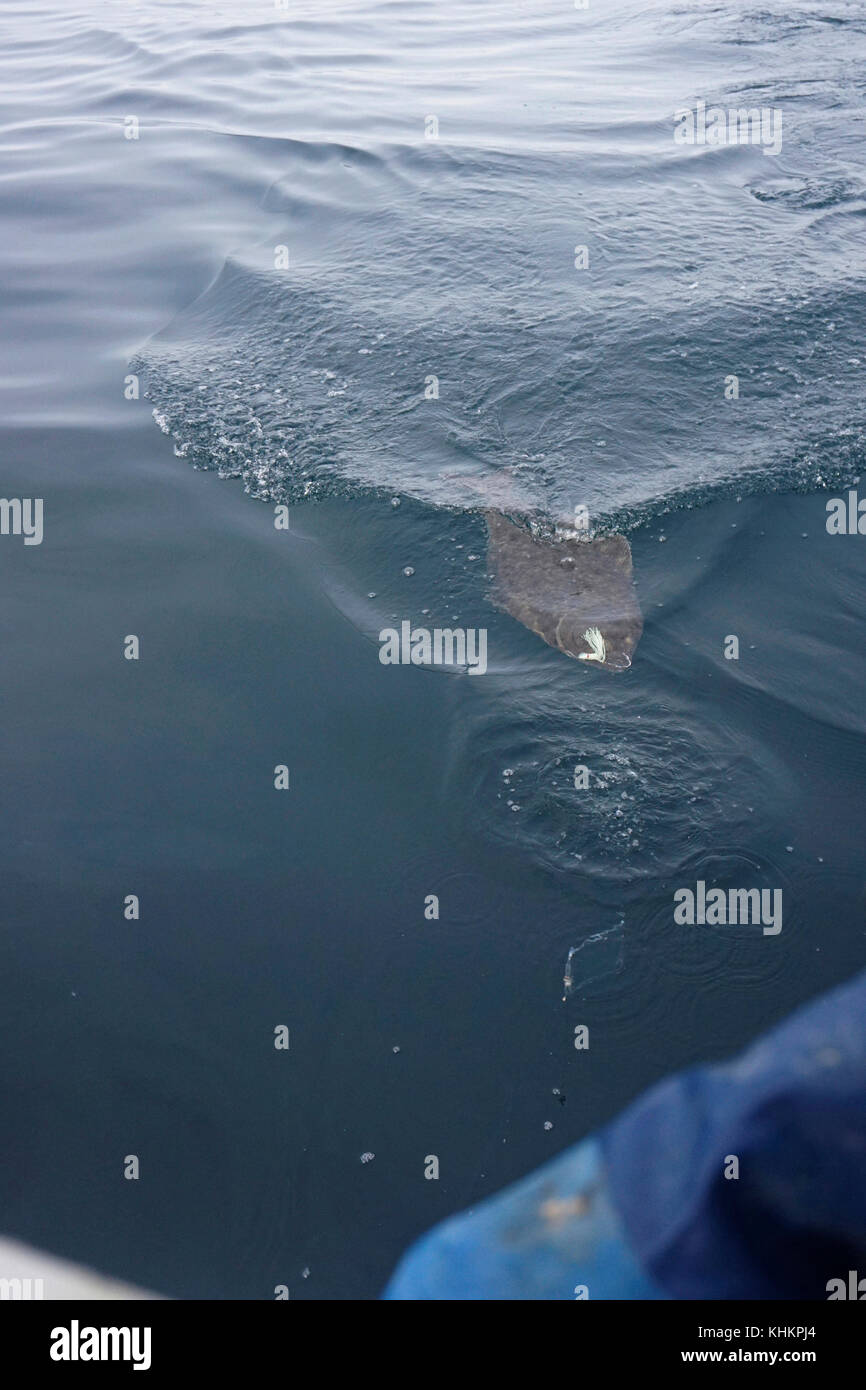 Halibut Catch - West Coast, BC Stock Photo - Alamy