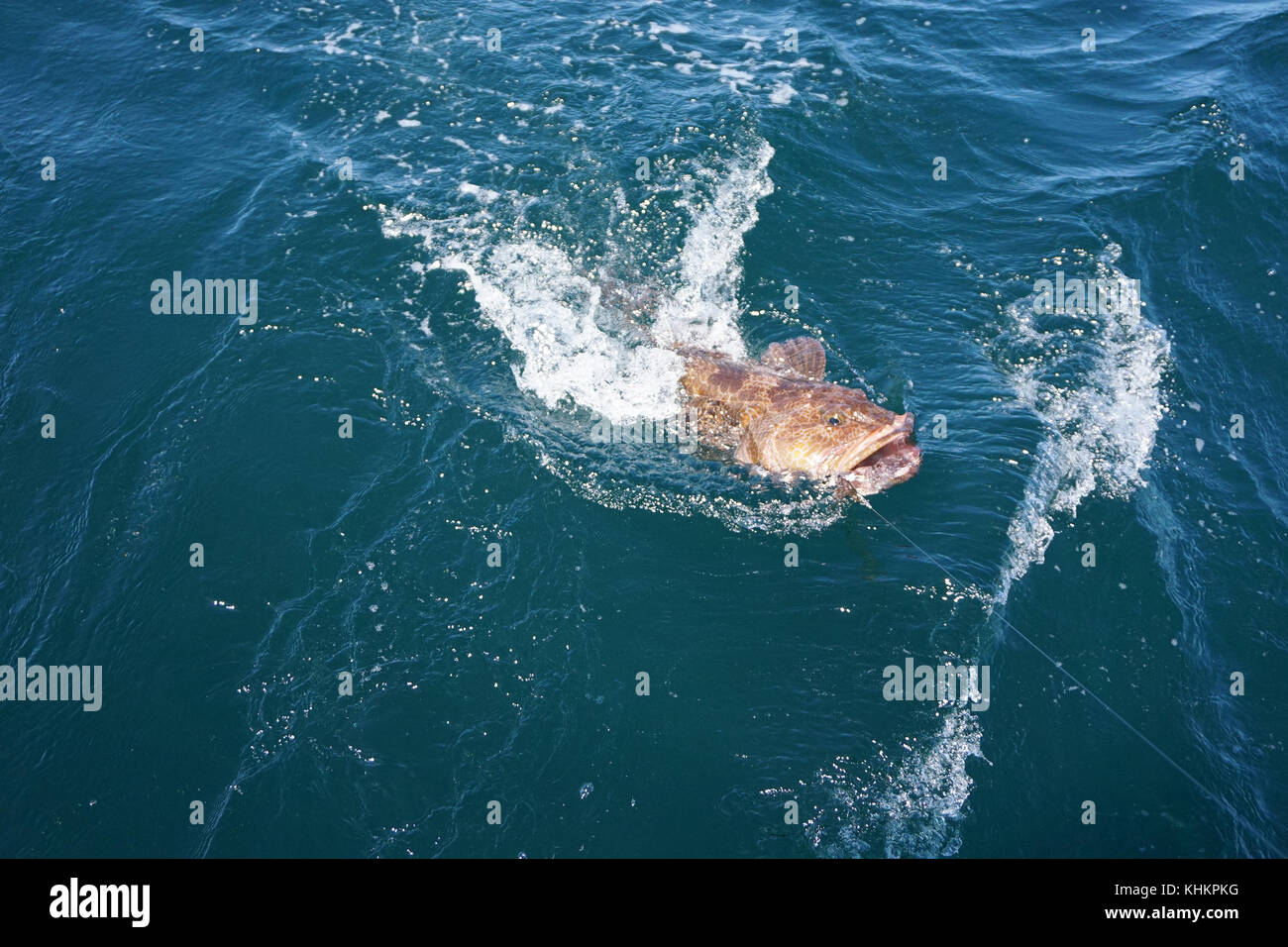 Lingcod fish hi-res stock photography and images - Alamy