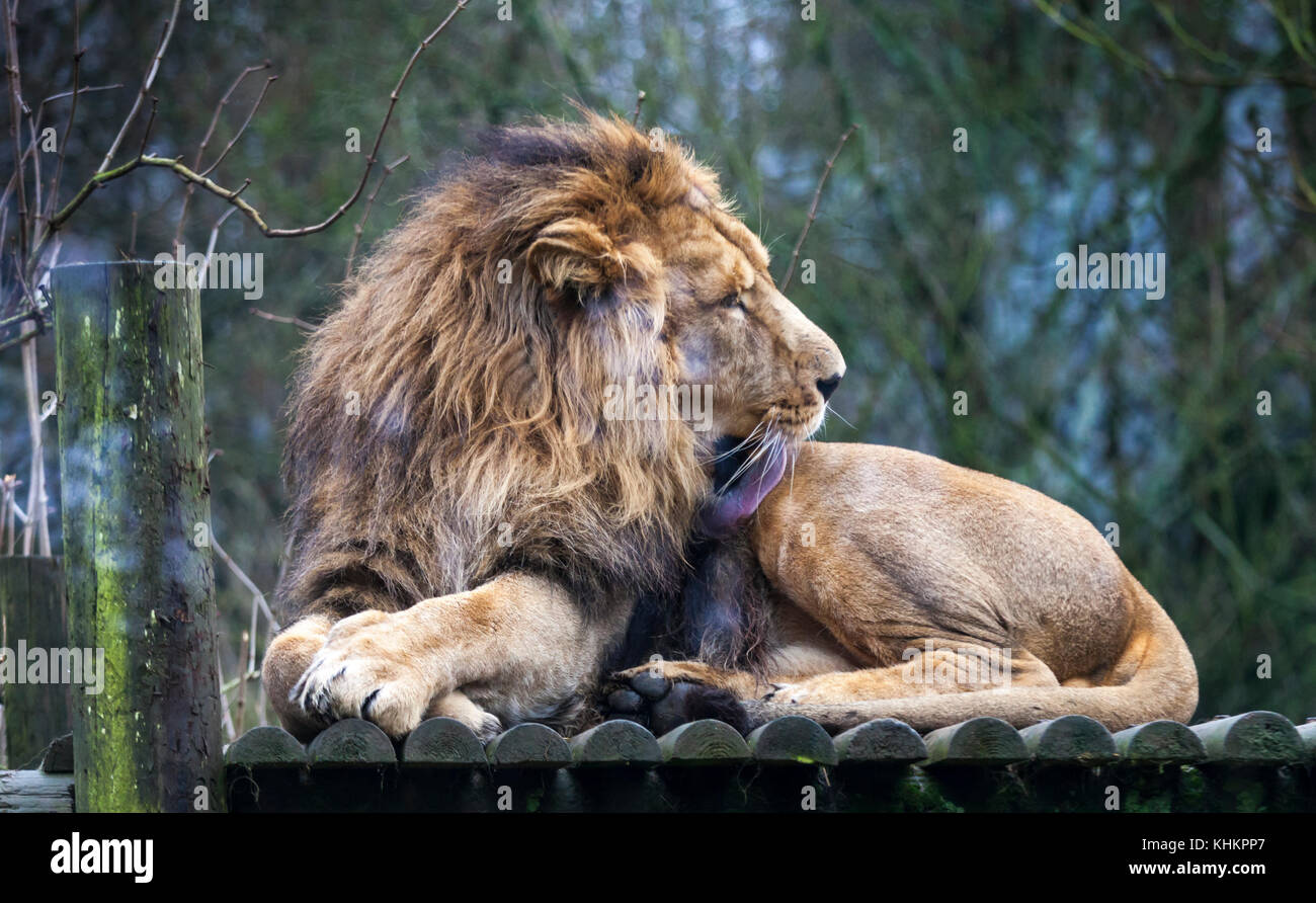 Panthera Leo Atrox Mane