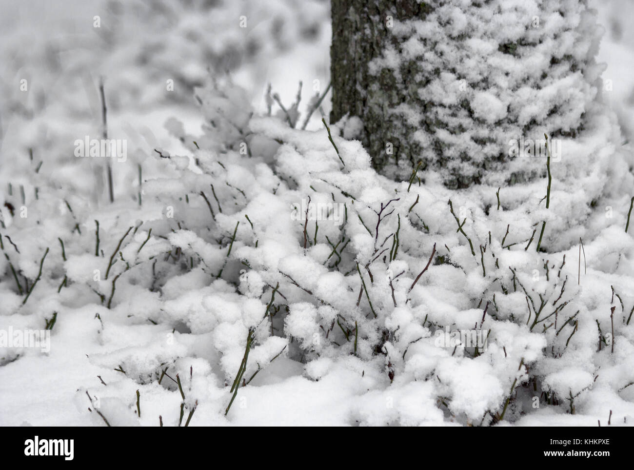 Tree stumps in the winter and snow Stock Photo - Alamy