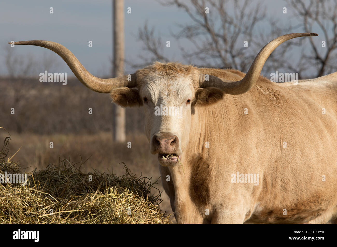 Texas cow hi-res stock photography and images - Alamy