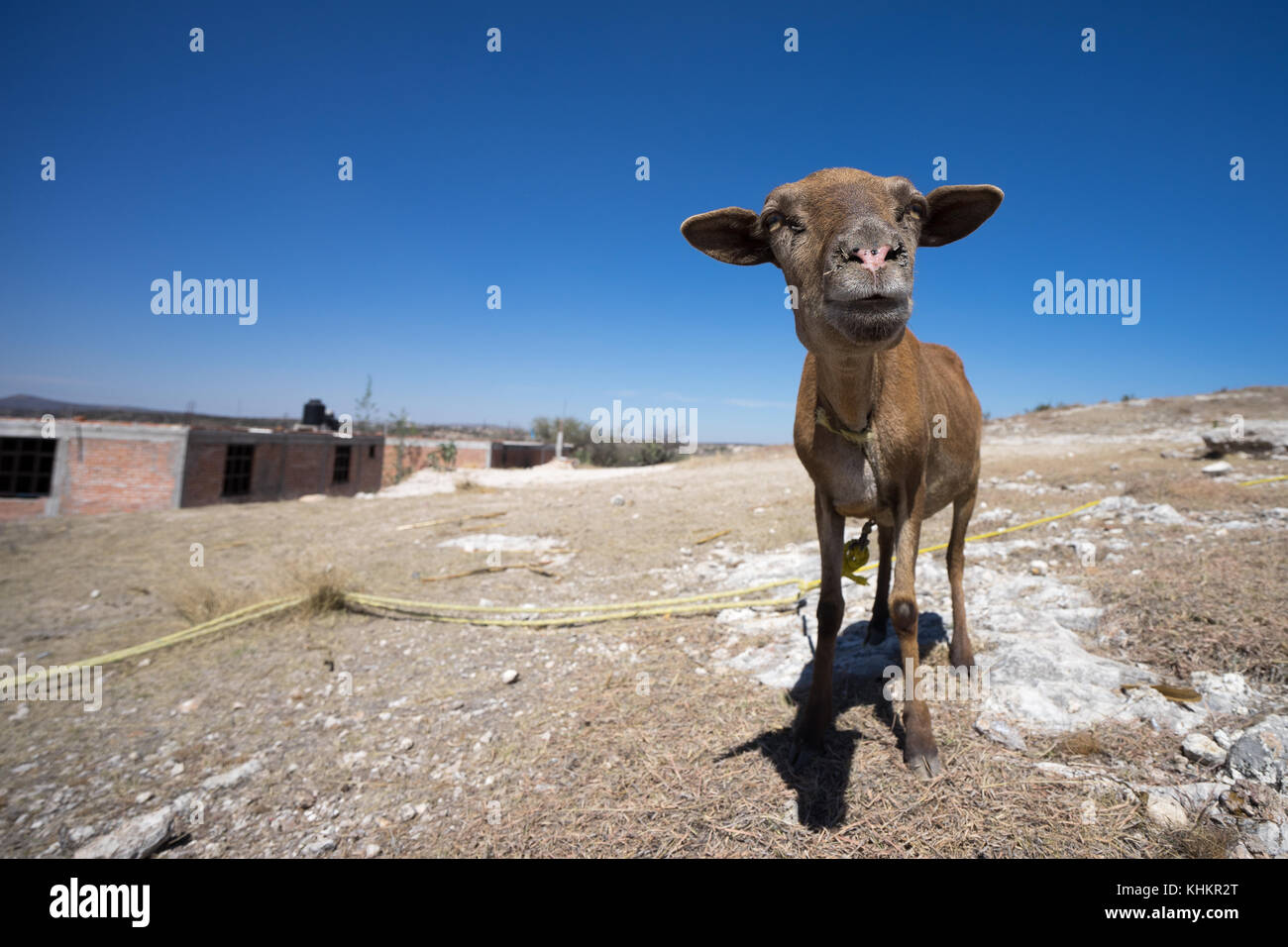 Mexican Countryside Stock Photos & Mexican Countryside Stock Images - Alamy