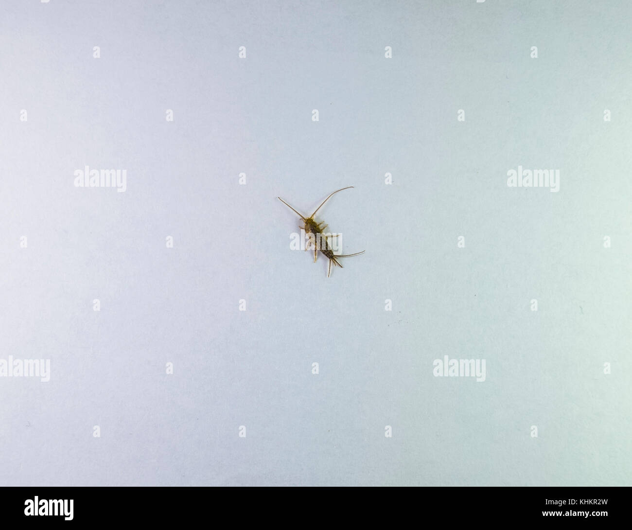 Insect feeding on paper - silverfish. Pest books and newspapers Stock ...