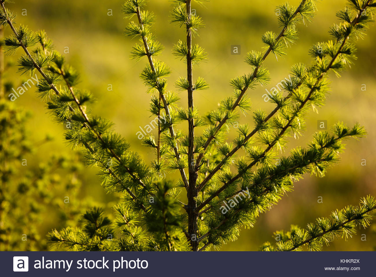 Tamarack Stock Photos & Tamarack Stock Images - Alamy
