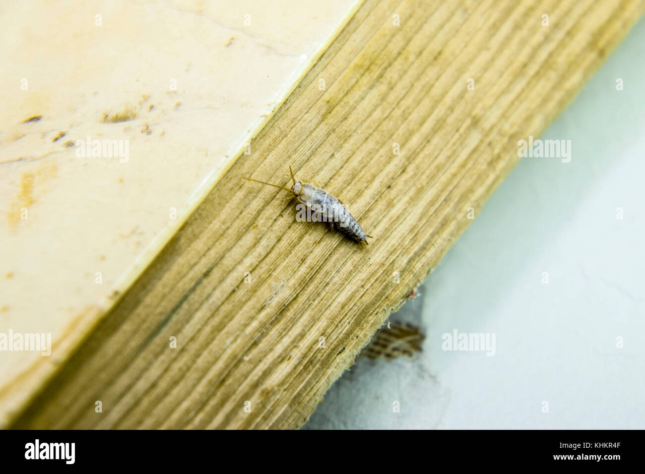 Insect feeding on paper - silverfish. Pest books and newspapers Stock ...