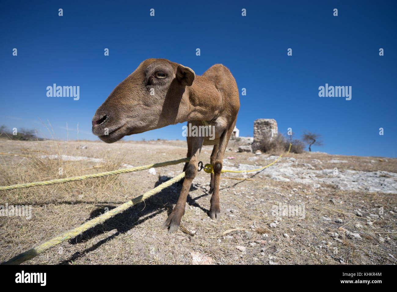 closeup of a Mexican goat tied out in the hot desert Stock Photo - Alamy