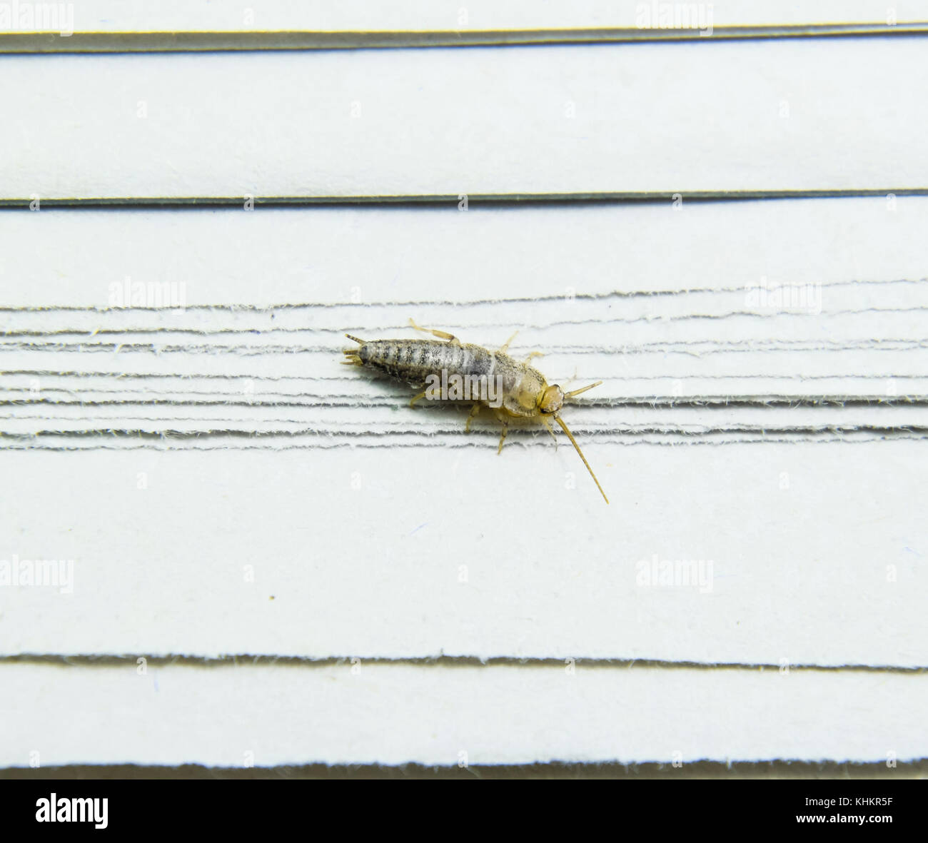Insect feeding on paper - silverfish. Pest books and newspapers Stock ...