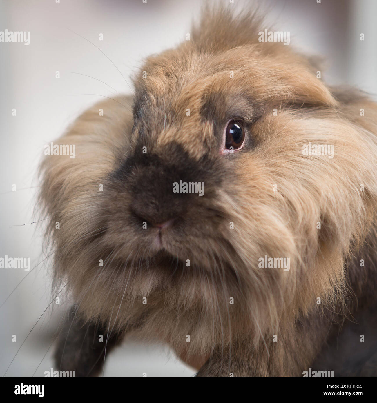Closeup portrait of a pretty decorative rabbit Stock Photo - Alamy