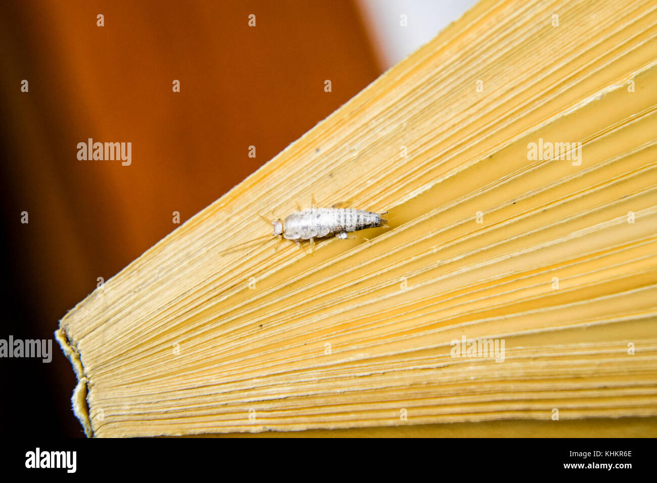 Insect feeding on paper - silverfish. Pest books and newspapers Stock ...