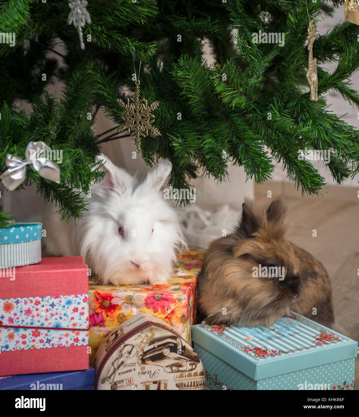 two little rabbit sits under the Christmas tree Stock Photo - Alamy