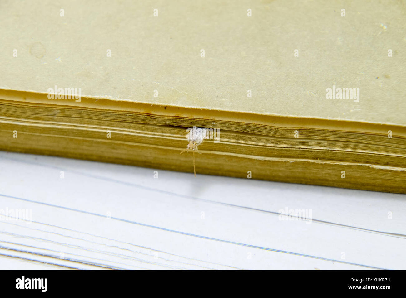 Insect feeding on paper - silverfish. Pest books and newspapers Stock ...