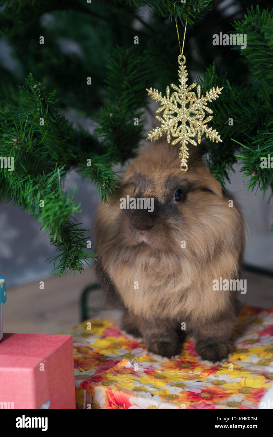 Rabbit under tree hi-res stock photography and images - Alamy