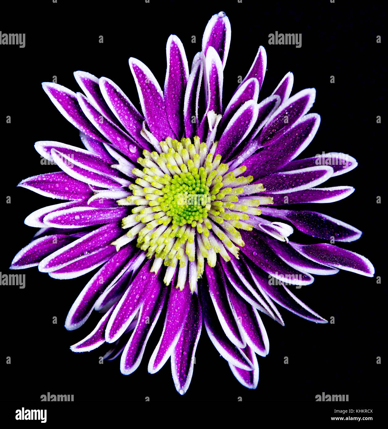Purple power hi-res stock photography and images - Alamy
