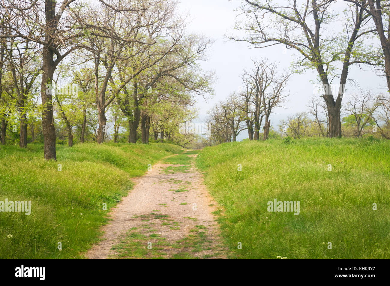 dirt road to the sea through the spring Park Stock Photo - Alamy