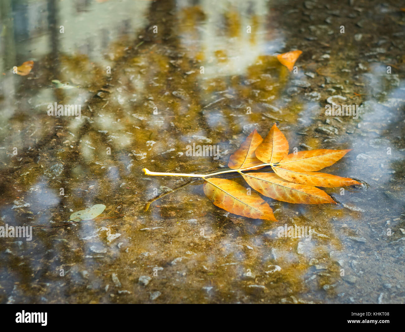 fallen leaves in a puddle of rainwater on an autumn day Stock Photo - Alamy