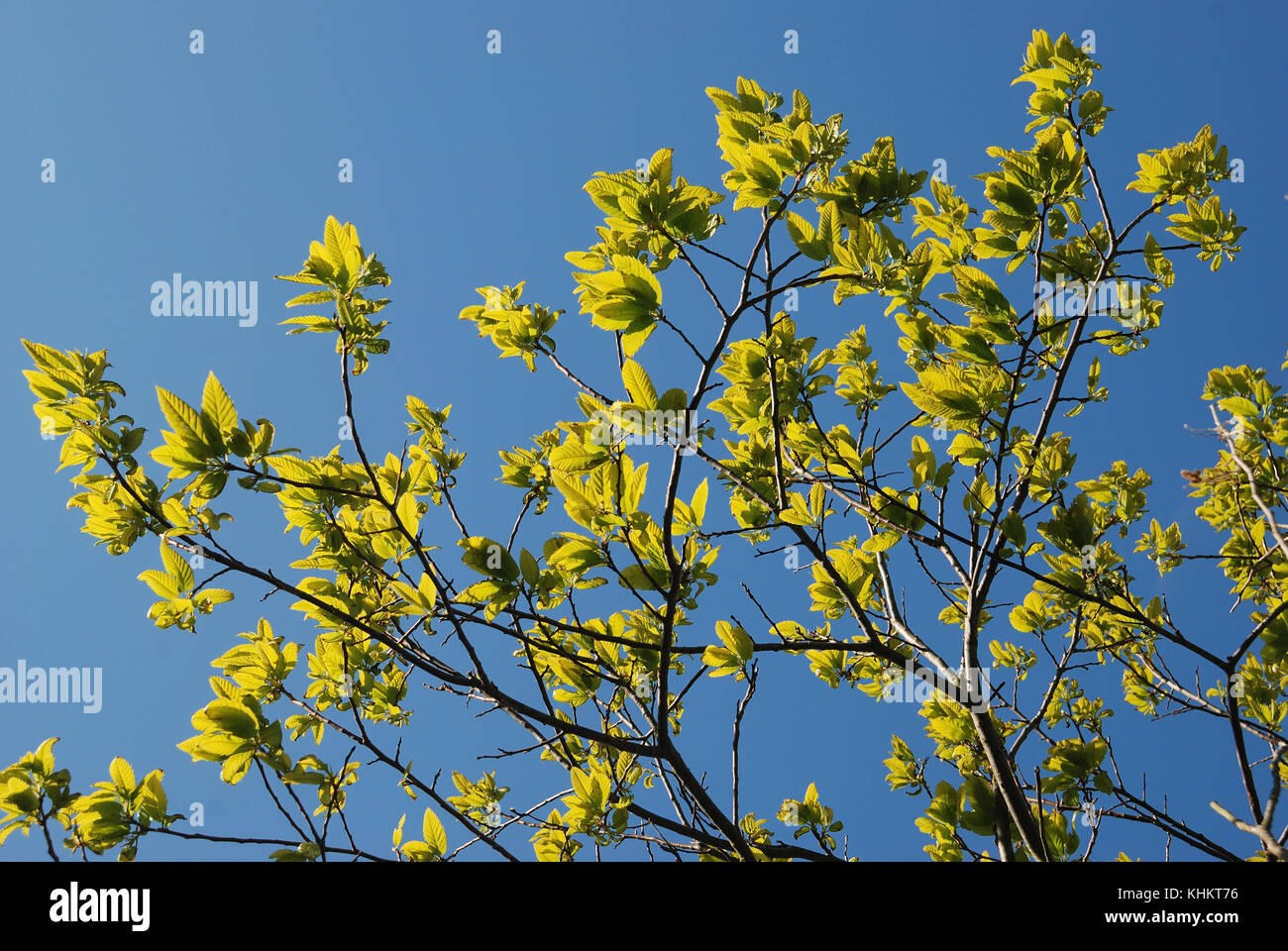Tree at spring Stock Photo - Alamy