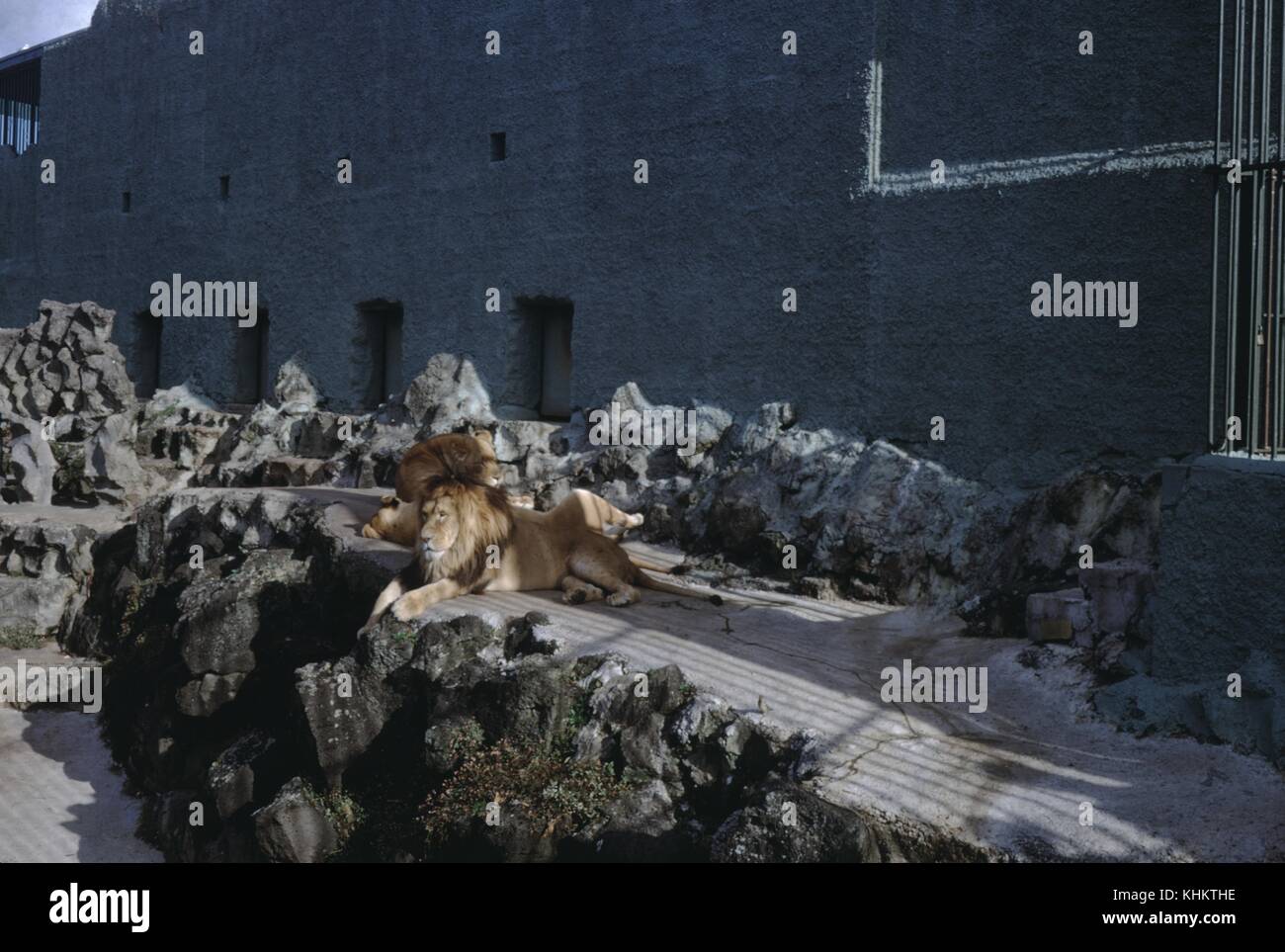 A lion with a prominent mane hi-res stock photography and images - Alamy