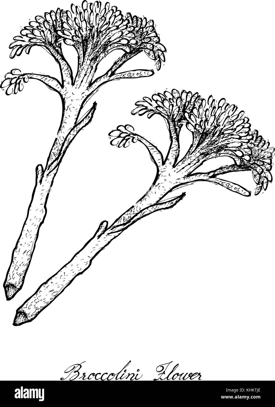 Vegetable, Illustration of Hand Drawn Sketch Illustration of Delicious ...