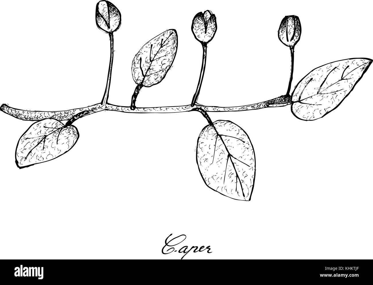 Vegetable, Illustration of Hand Drawn Sketch Illustration of Delicious ...