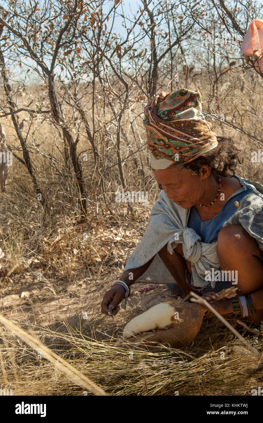 Botswana, kalahari bush woman bushman lady digging for tubers Stock ...