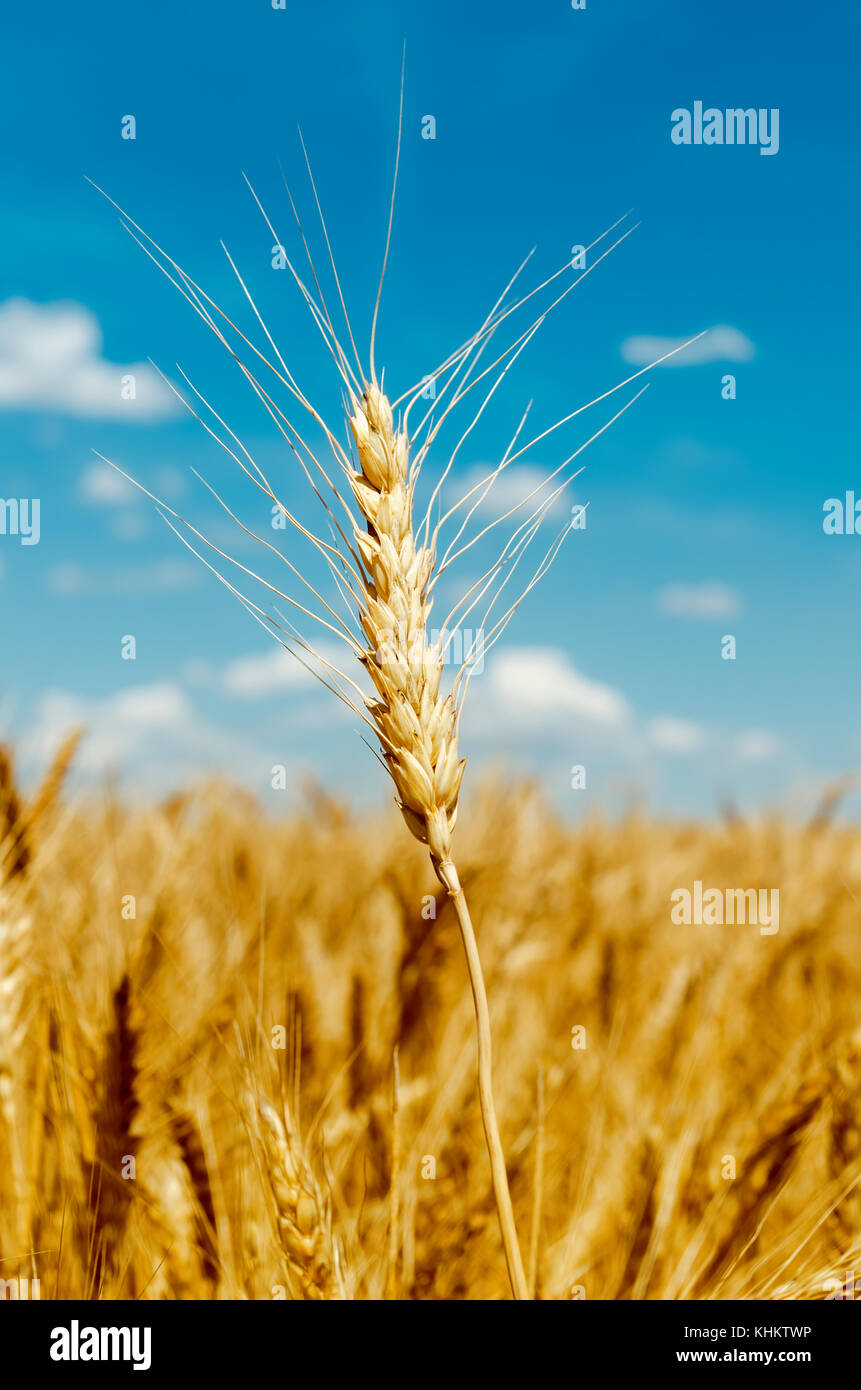 golden color harvest on field Stock Photo - Alamy