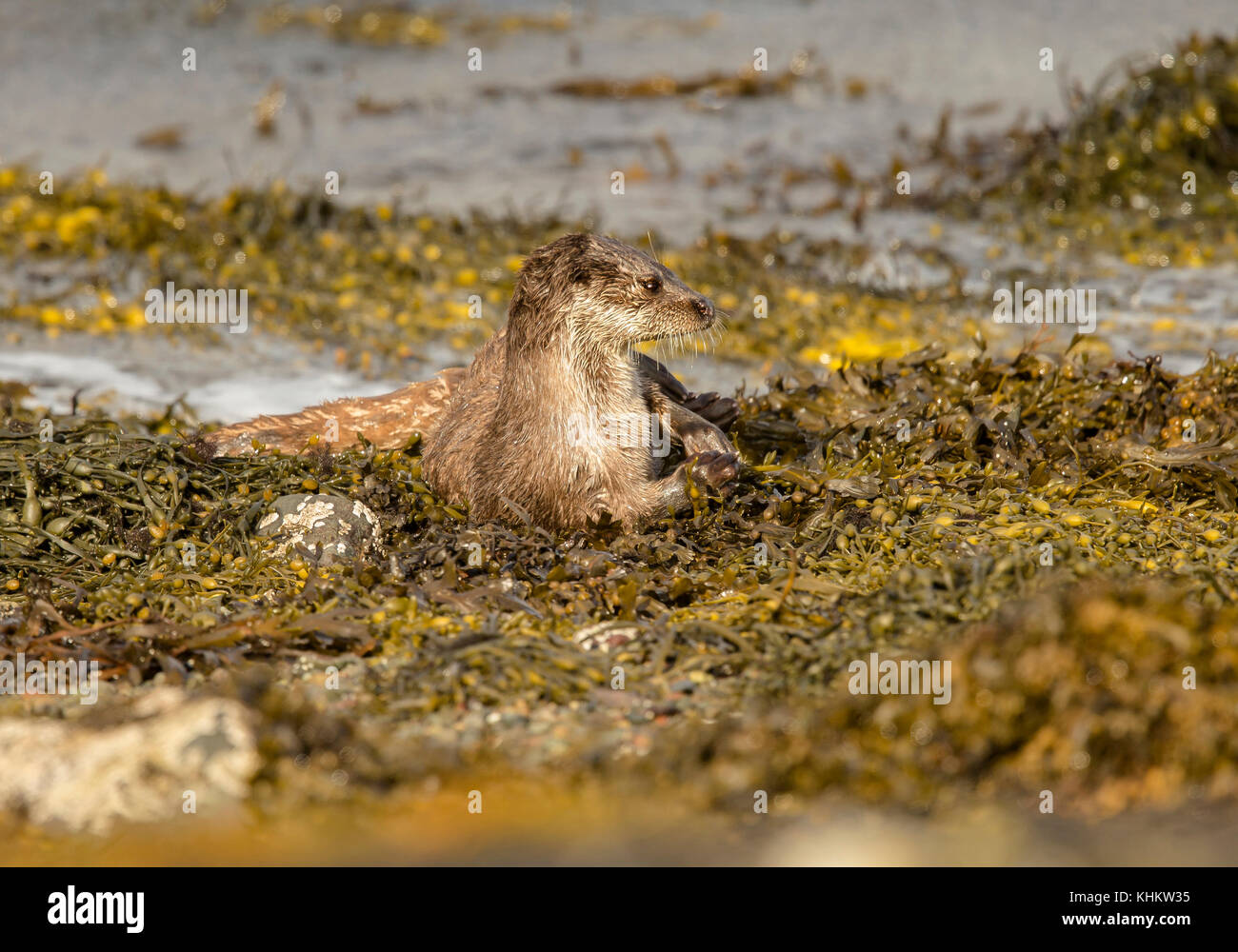 Eurasian Otter on a stony beach on the Isle of Mull Stock Photo - Alamy