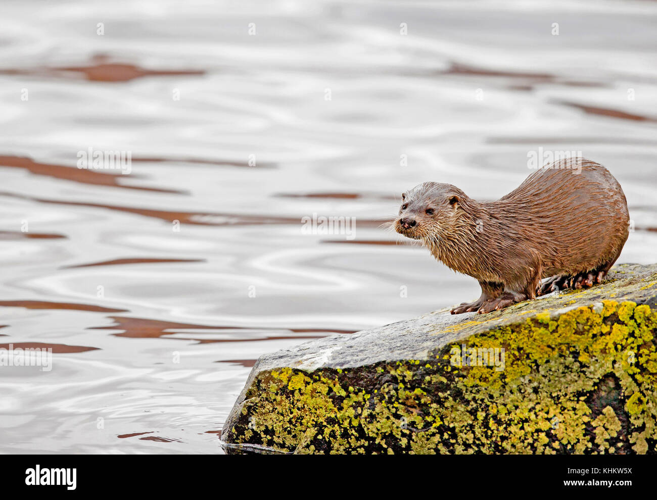 Eurasian Otter on a stony beach on the Isle of Mull Stock Photo - Alamy