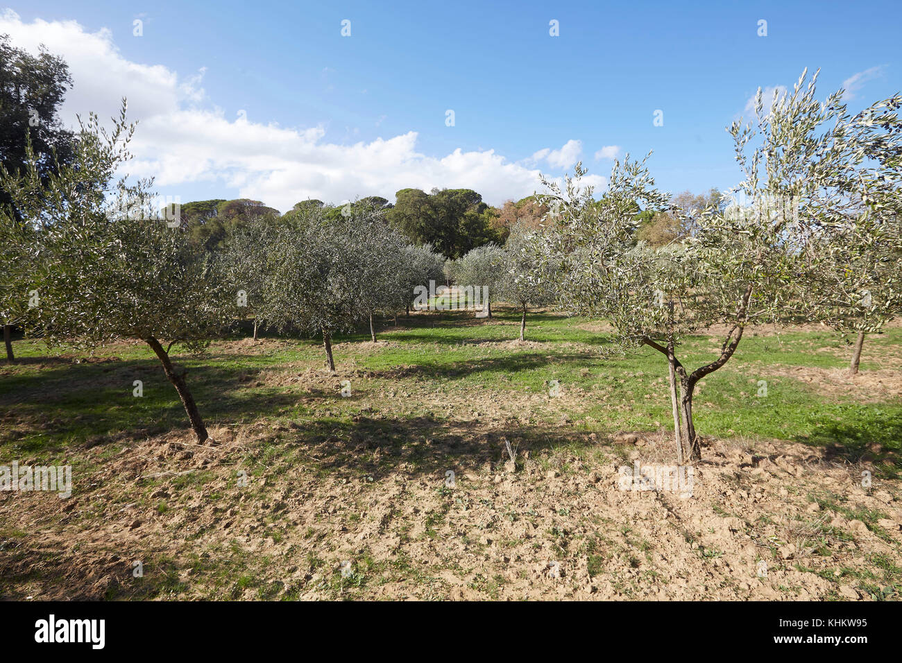Olive grove, Tuscany, Italy Stock Photo - Alamy