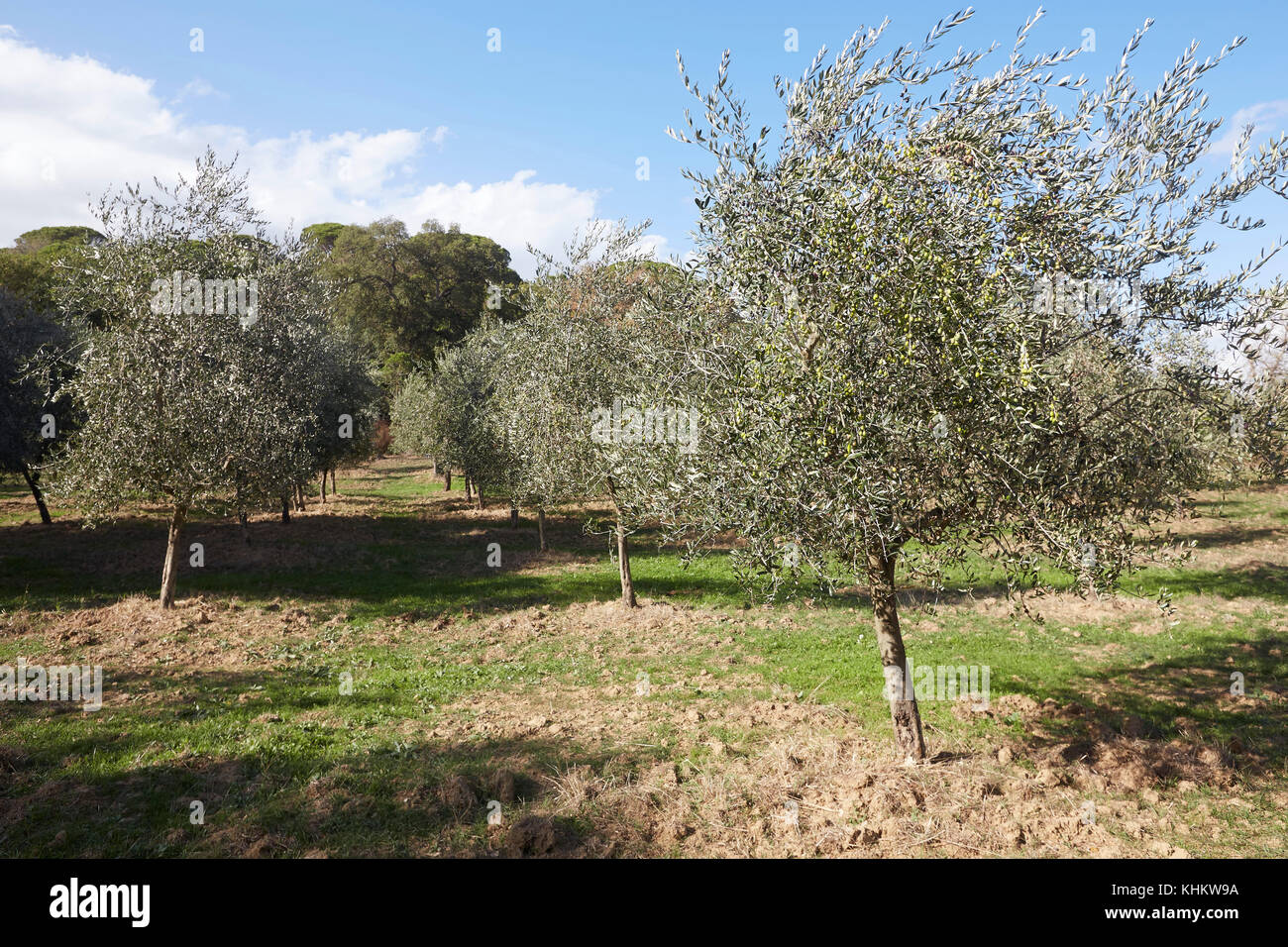 Traditional olive grove hi-res stock photography and images - Alamy