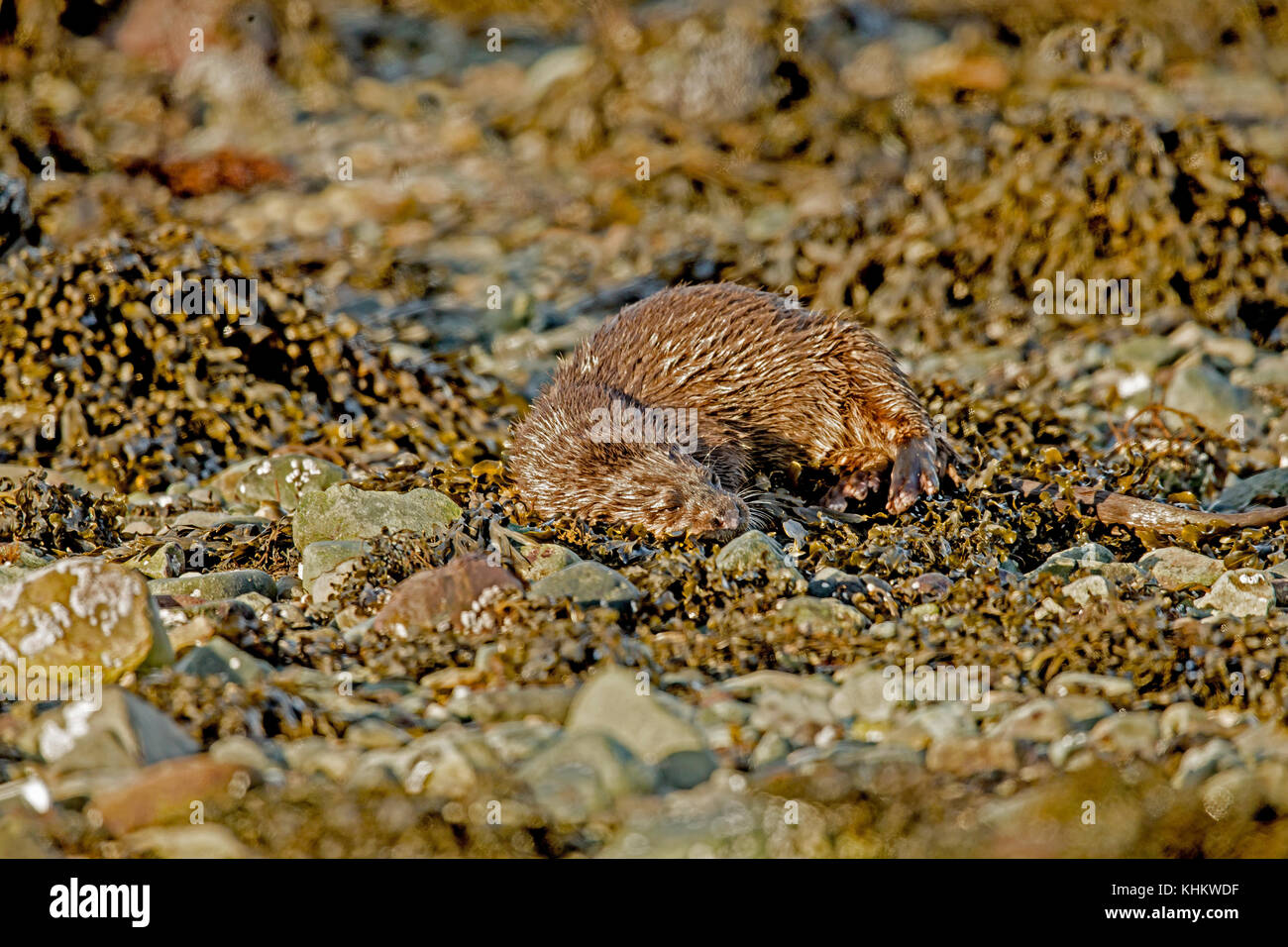Eurasian Otter on a stony beach on the Isle of Mull Stock Photo - Alamy