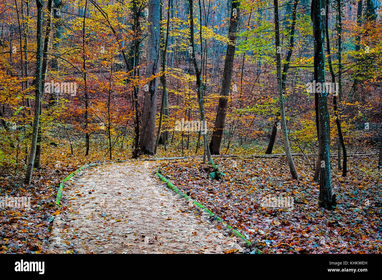 Beautiful Fall Colors of Black Forest, Switzerland Stock Photo - Alamy