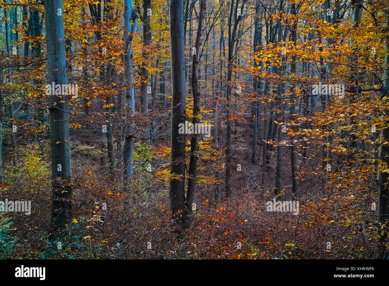 Beautiful Fall Colors of Black Forest, Switzerland Stock Photo - Alamy