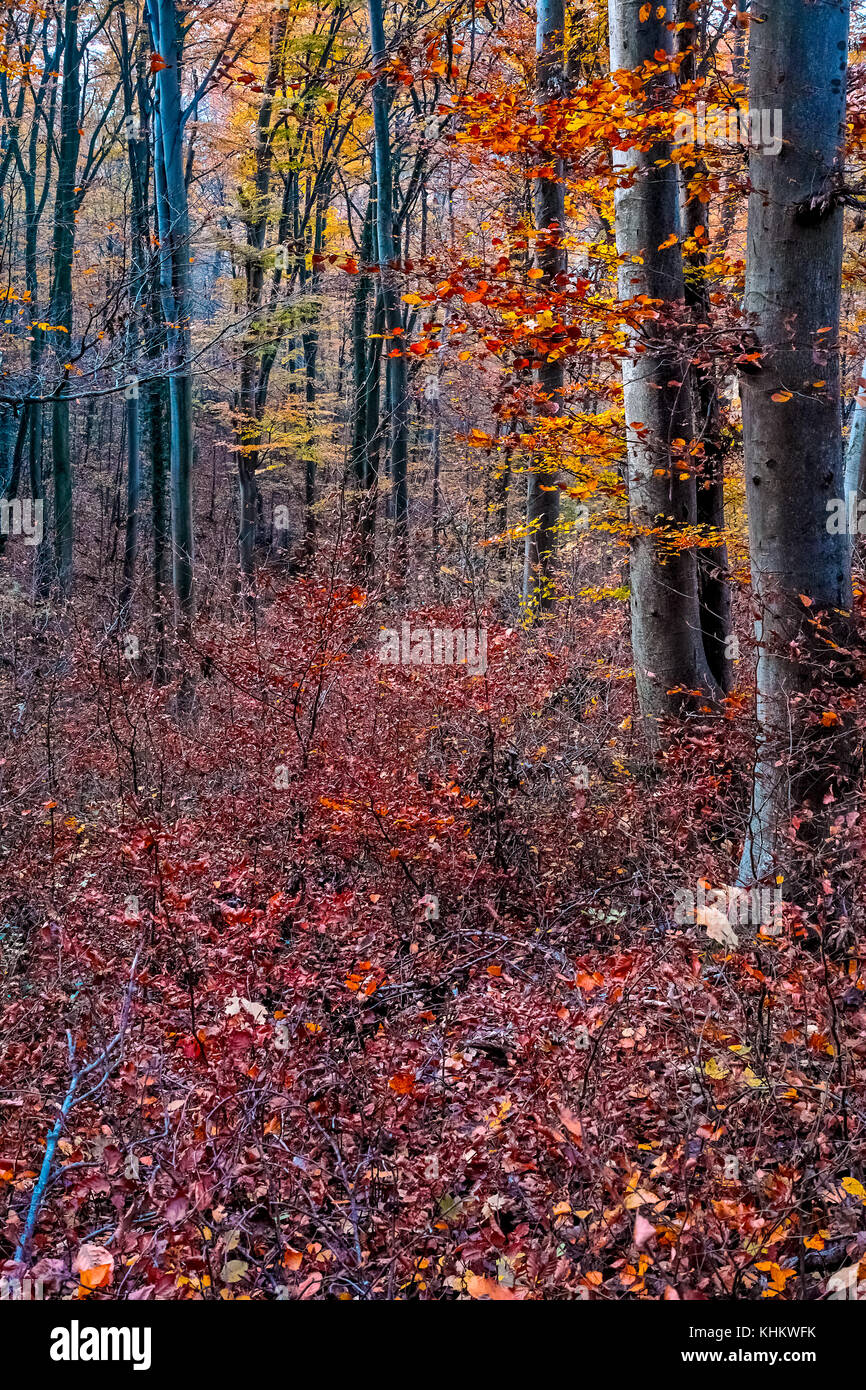 Beautiful Fall Colors of Black Forest, Switzerland Stock Photo - Alamy