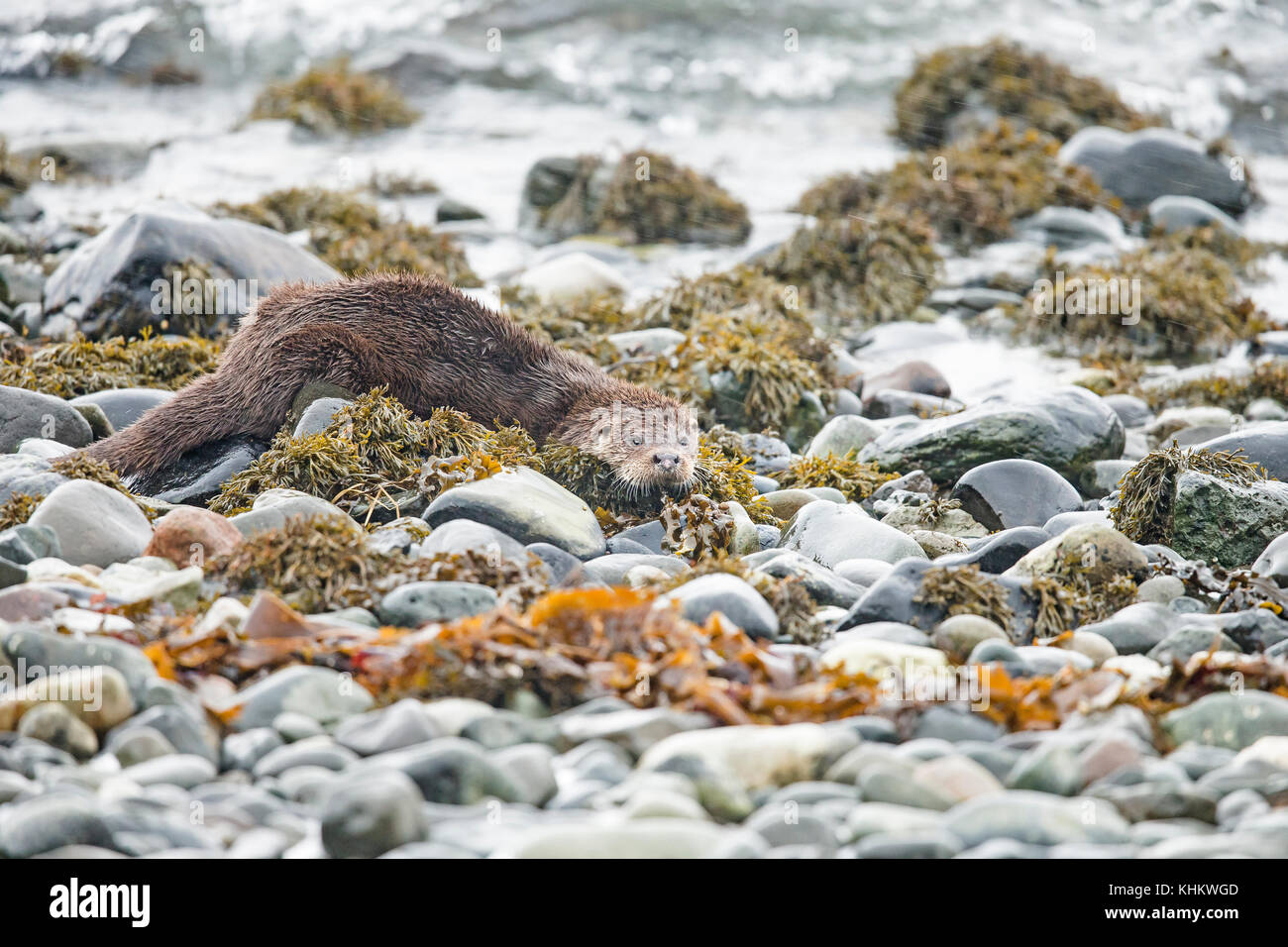 Eurasian Otter on a stony beach on the Isle of Mull Stock Photo - Alamy