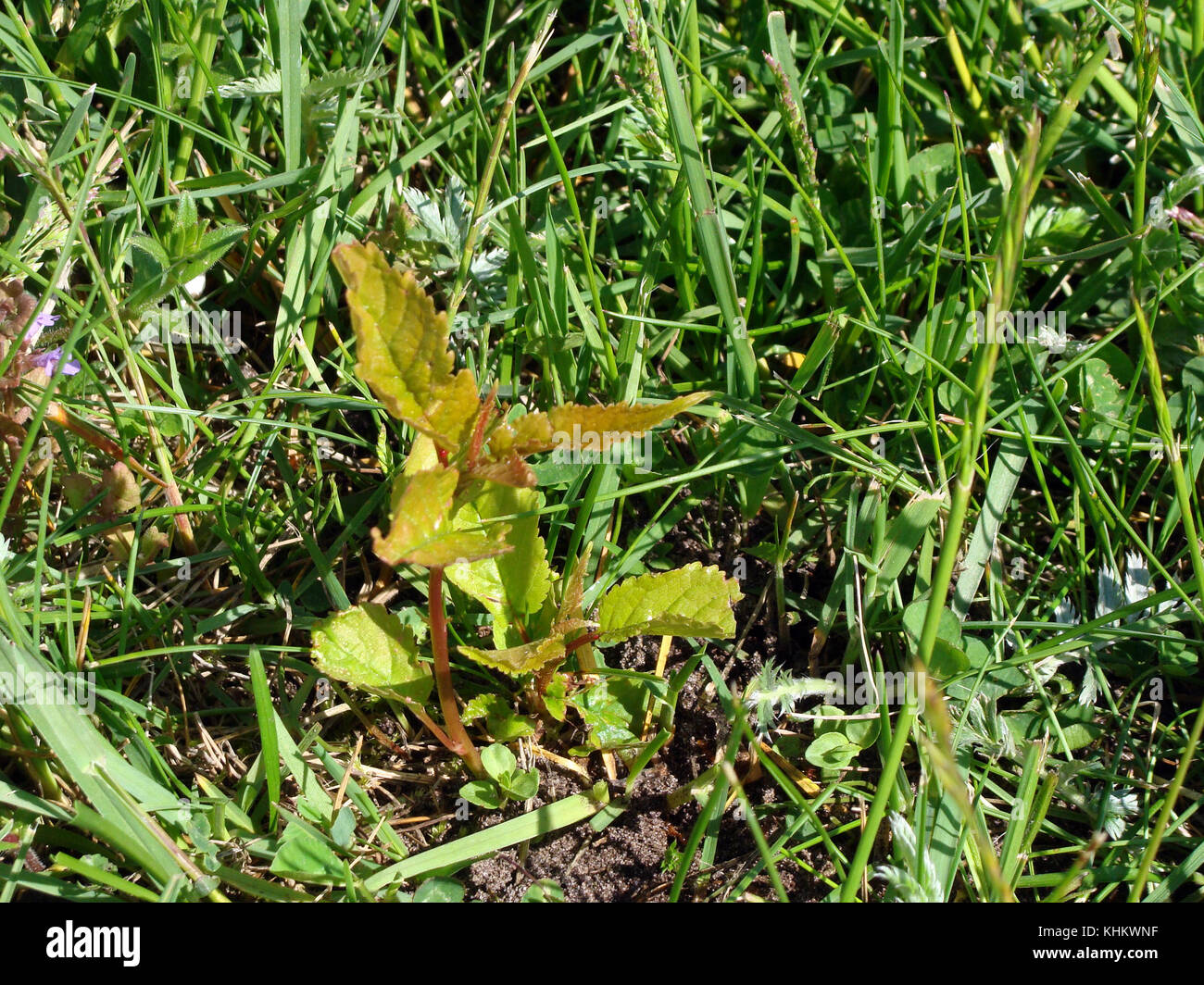 Cherry seedling hi-res stock photography and images - Alamy