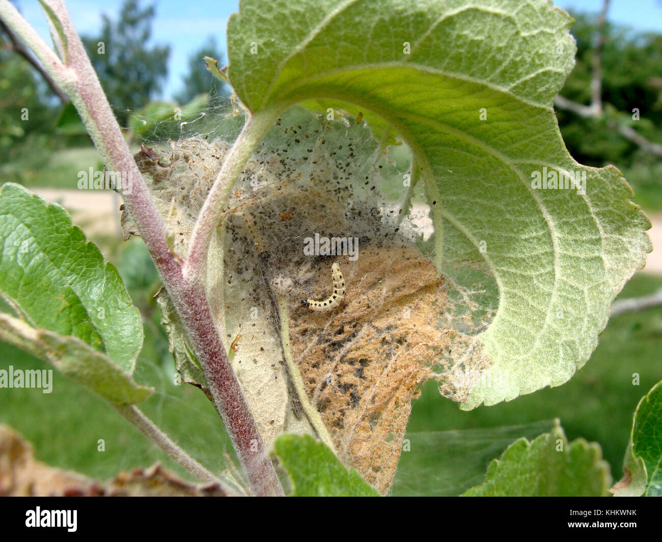 Yponomeuta malinellus or apple ermine moth larvae on apple tree in its ...