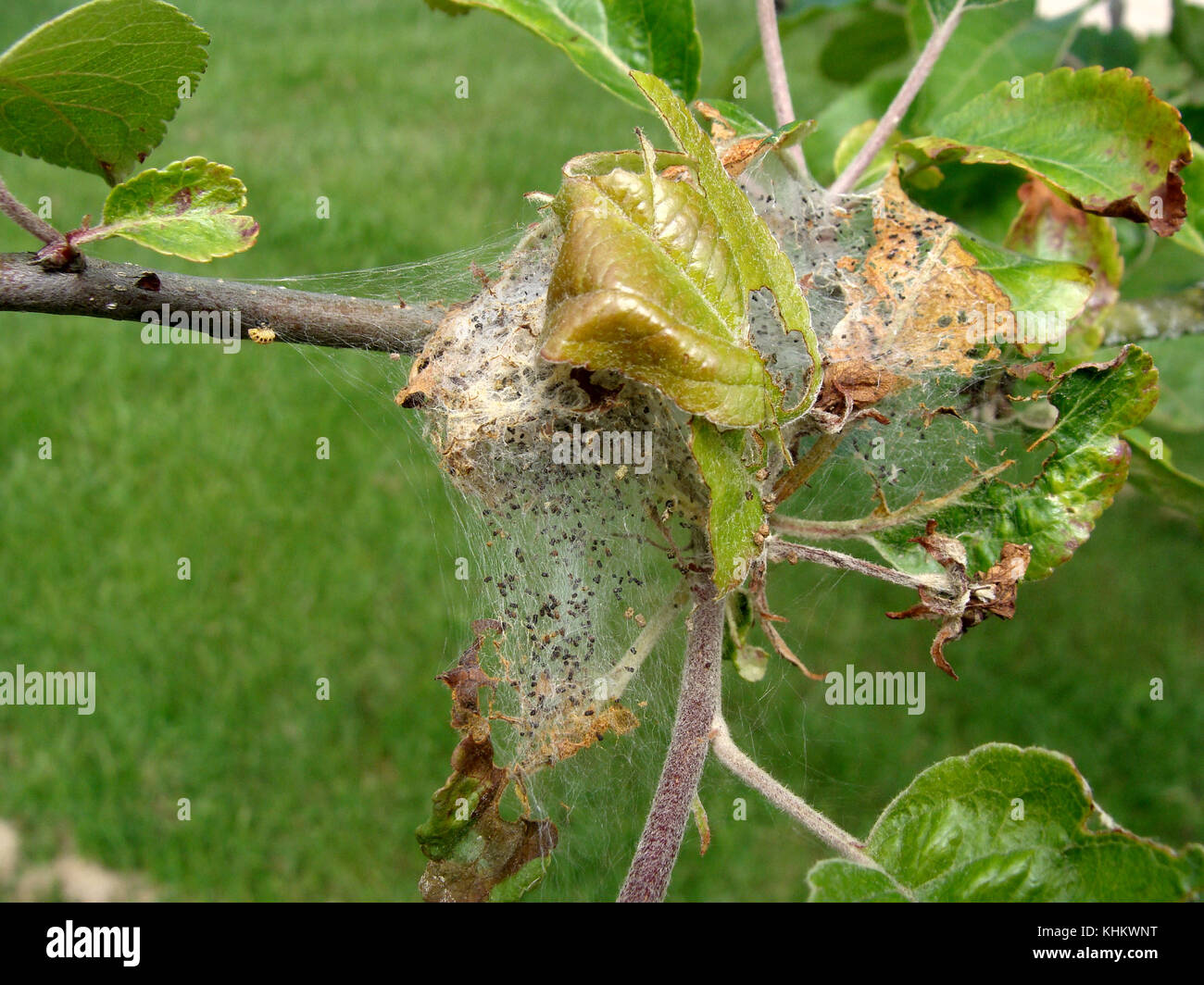 Caterpillar of apple ermine moth hi-res stock photography and images ...