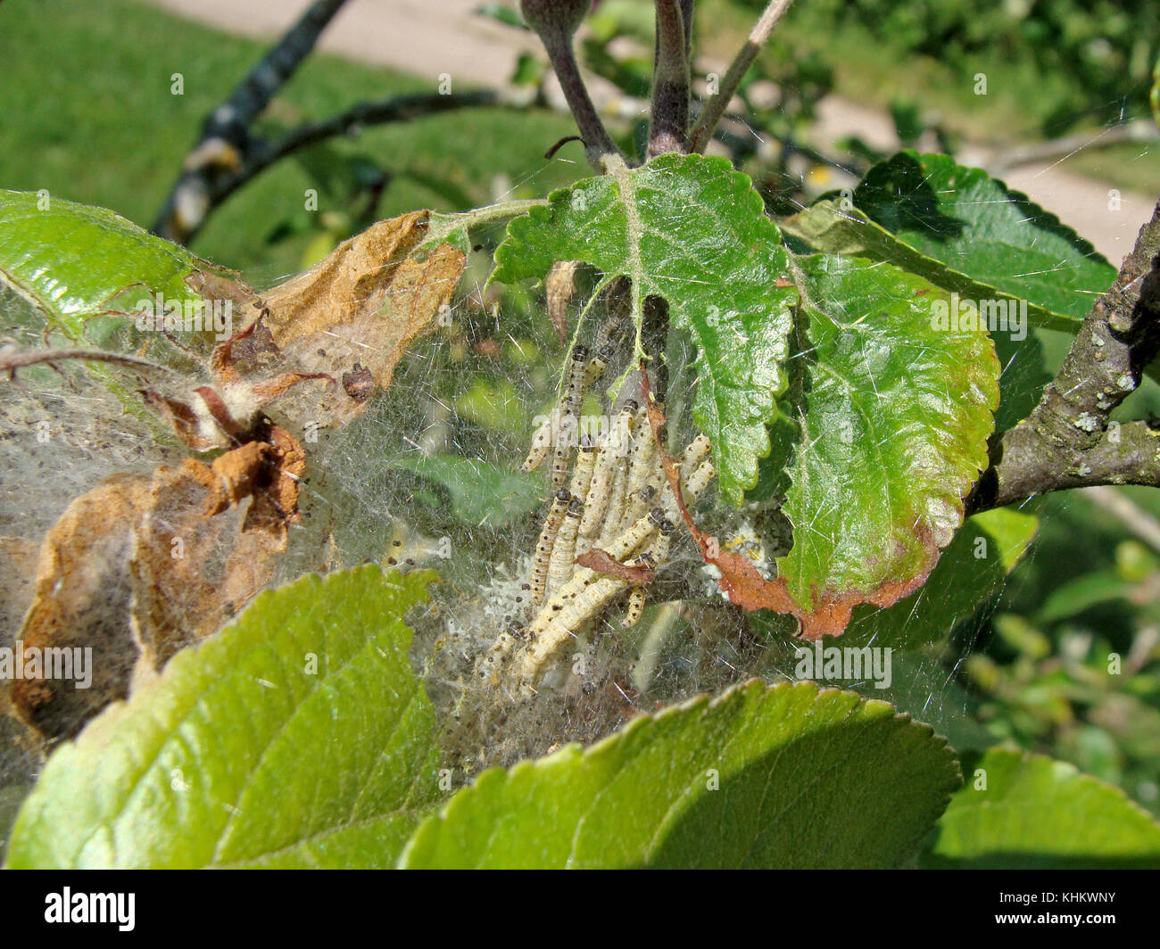 Cutworm damage hi-res stock photography and images - Alamy