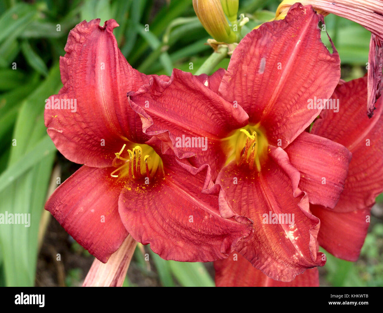 Red color lily blossoms close up macro outdoor in flower bed Stock ...