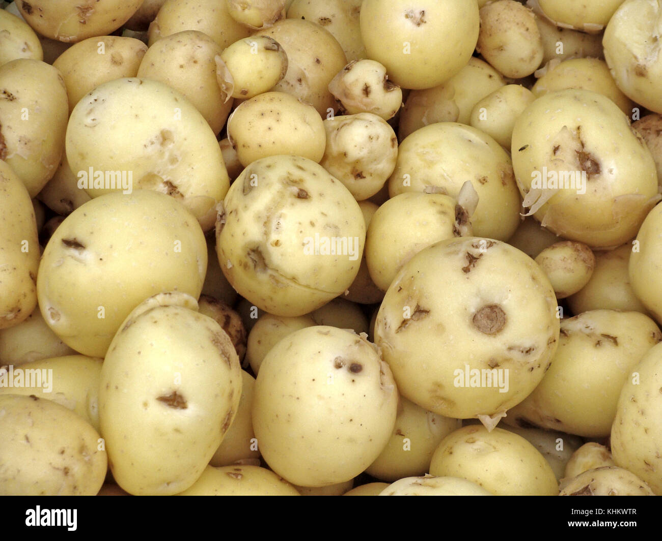 Small young new potatoes after washing with damaged and crashed skin ...