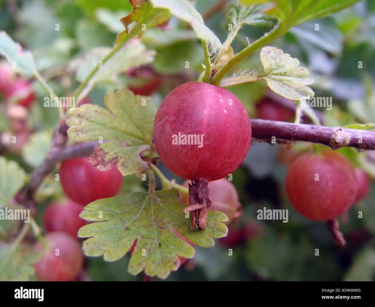 Red color gooseberries on bush branch close up macro Stock Photo - Alamy