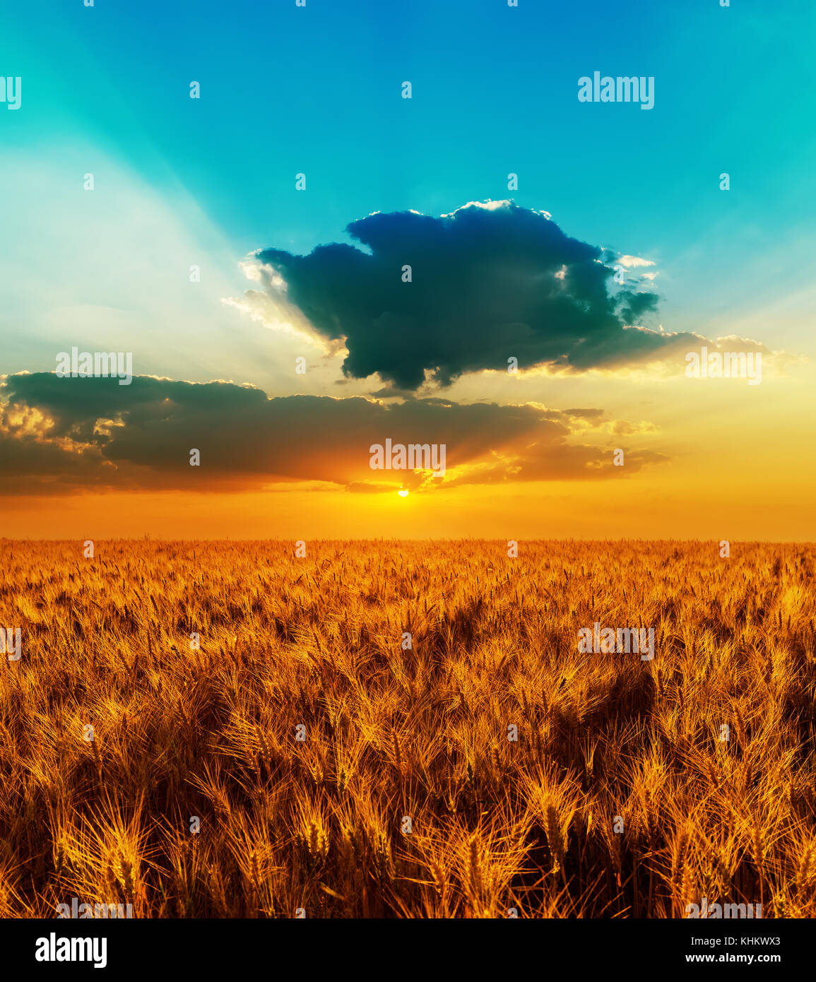 meadow of wheat under dramatic sunset Stock Photo - Alamy