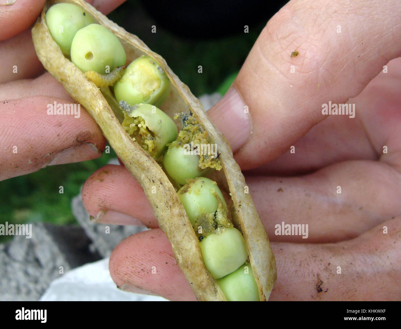 Opened pod of green peas damaged by worms or caterpillars close up ...