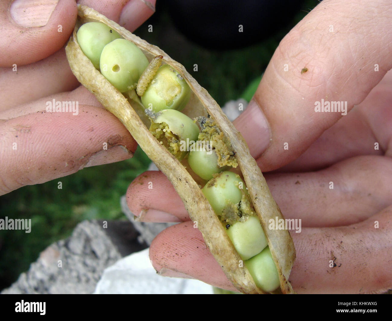 Opened pod of green peas damaged by worms or caterpillars close up ...